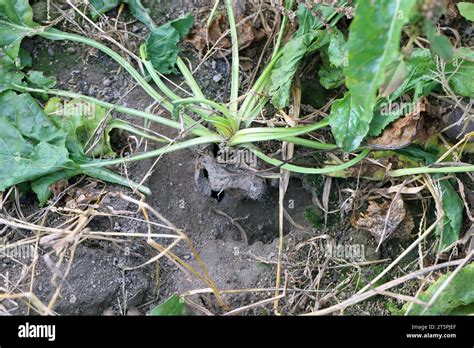 Sugar Beet Plant Damaged Eaten By Pests Rodents Vole Mouse Stock