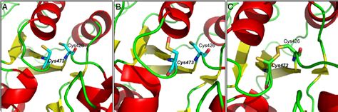 Active Site Of Cdc25b Showing Sulfenic Acid Mediated Disul Fi De