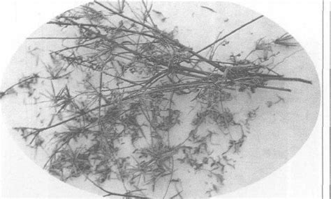 61鬼针草 本草纲目