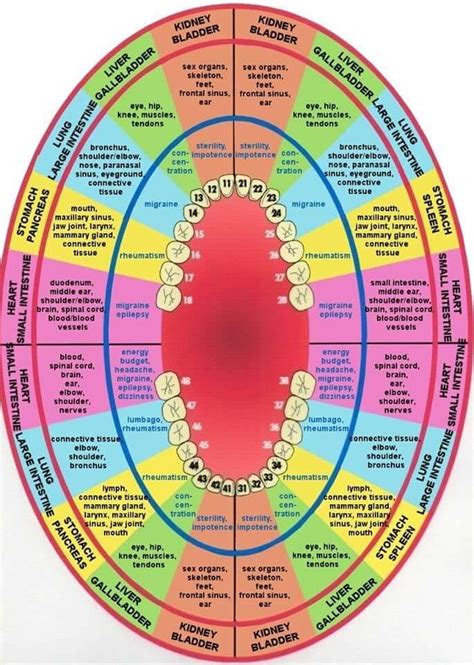 Meridian Tooth Chart Teeth To Organs Relationship Holistic Dentistry
