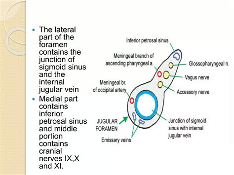 Anatomy Of Temporal Bone By Dr Vijay Kumar Amu Pptx
