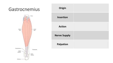 Knee Muscular Anatomy Ppt Download
