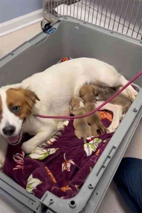 Cadela Adotou Filhotes Abandonados E Os Amamenta Como Se Fossem Dela