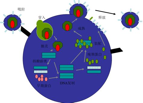 明明白白看懂eb Dna检查报告 血小板减少症itp 双效网