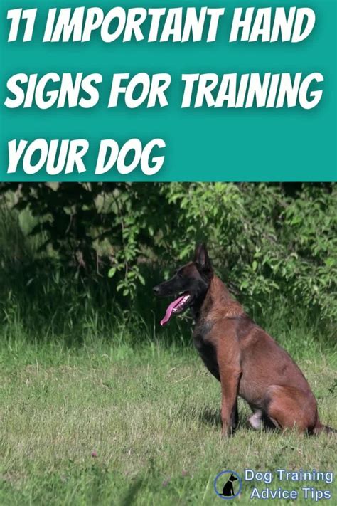 Using Hand Signals To Train Your Dog 11 Important Hand Signals You