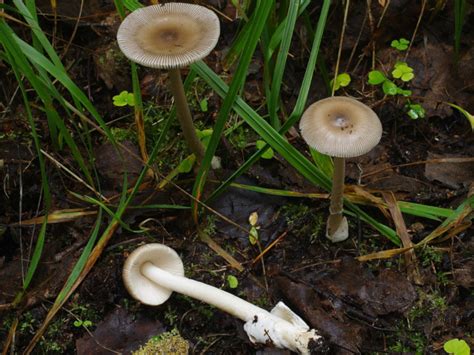 Amanita Coryli
