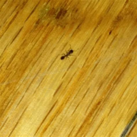 Carpenter Ant Project Noah