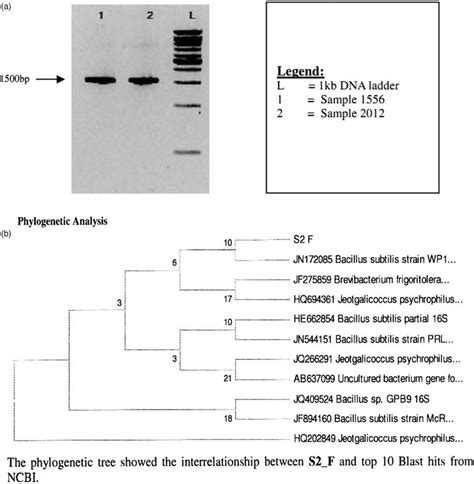 Identification Of Bacillus Subtilis 2012wtnc Q18 Download