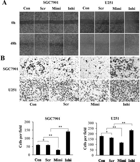 Microrna 200a Suppresses The Wntβ Catenin Signaling Pathway By