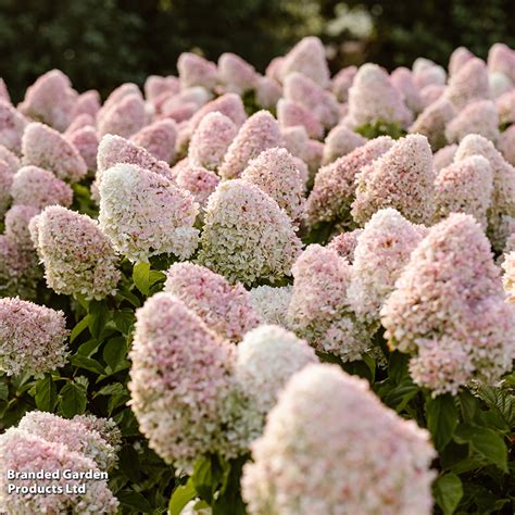 Hydrangea Living Candy Love
