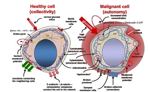 Biophysical Differences Between The Healthy And Malignant Cells