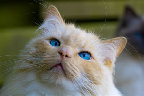 Overall Costs Of Owning A Ragdoll Cat 2023 Price Guide