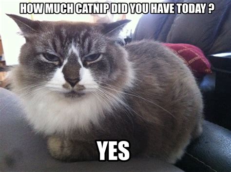 Kittys Kittys Added A New Photo