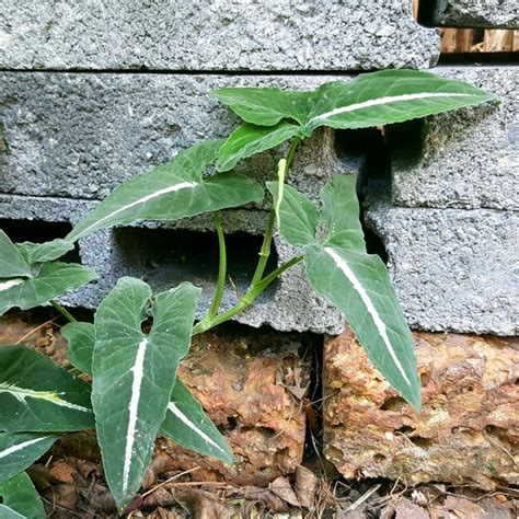 Premium Photo Close Up Of Grasshopper On Ivy