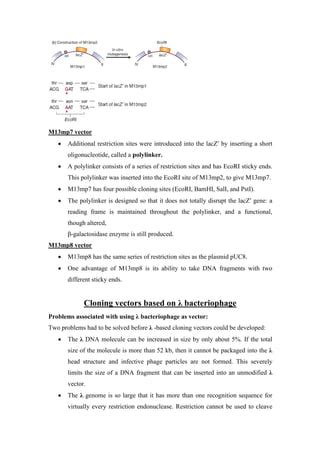 Cloning Vectors Based On M13 And Lambda Bacteriophage PDF