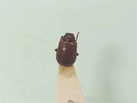 ムナグロツヤハムシ Arthrotus niger MOTSCHULSKY 島根大学標本資料類データベース