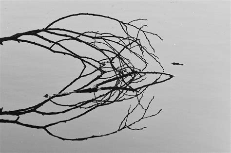 The Branch Mirrored In Water Copyright Free Photo By M Vorel LibreShot