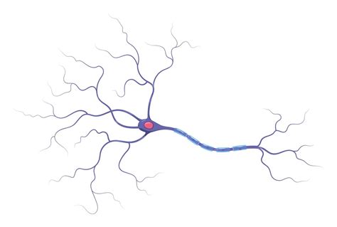 Premium Vector Vectillustration Of Neuron Anatomy Infographic Neuron