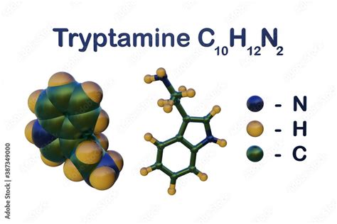 Structural Chemical Formula And Molecular Model Of Tryptamine A