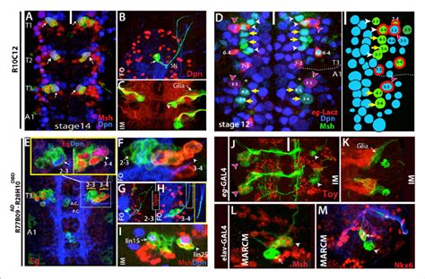 Thoracic Specific Nb2 3 And Nb3 4 Generate Lineage 15 And Lineage 25