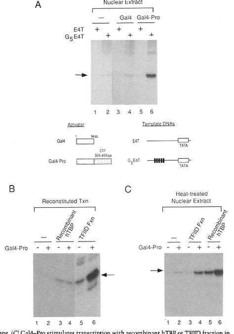Figure 1 From Coactivators For A Proline Rich Activator Purified From The Multisubunit Human