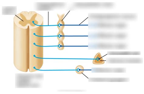 Autonomic Nervous System Physiology Quiz Questions 55 73 Diagram Quizlet