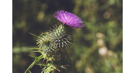 Noxious Weed Advisory Committee Seeks Nominations Morning Ag Clips