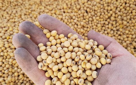 Soybean School Understanding The Total Yield Cost Of Bin Run Seed