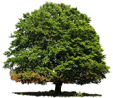 Isolated Deciduous Tree Summer Free Photo On Pixabay Pixabay