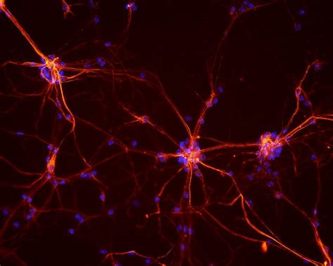 Back Propagation Algorithm Neural Network With Numpy By Tangtron Medium