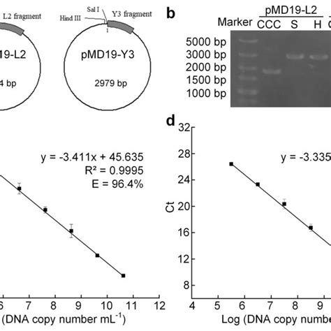 Generation Of Standard Curves A The Plasmid Maps Of Pmd19 L2 And Download Scientific Diagram
