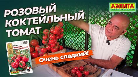 ОЧЕНЬ СЛАДКИЙ ТОМАТ. Розовоплодный коктейльный томат ДРУЖНАЯ СЕМЕЙКА F1 ...