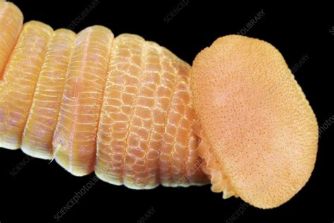 Lugworm Stock Image C0043651 Science Photo Library