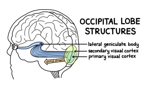 Functions And Examples Of The Occipital Lobe