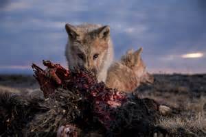 Arctic Wolves Harsh Lives On Ellesmere Island National Geographic