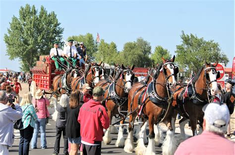 Budweiser Clydesdales Visit Manistee