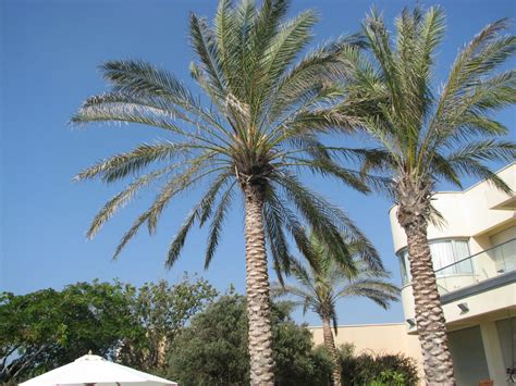 Medjool Dates Palm Tree Phoenix Dactylifera 25 Seeds