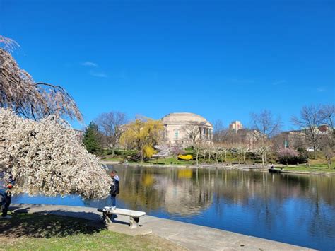 Baiju Shah On Linkedin Beautiful Start To The Weekend Cherry Blossoms