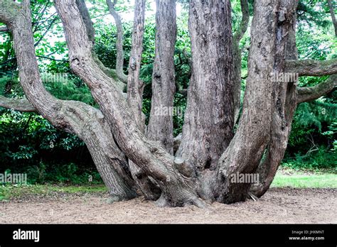 Large Multi Trunk Tree With Exposed Large Woody Roots In Dublin Ireland