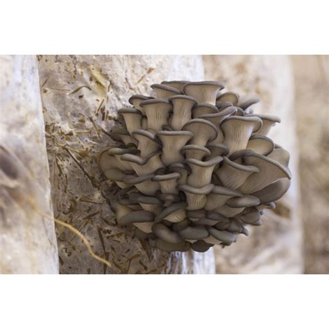 Мішки для грибів — замовити дешево з брендуванням в інтернет магазині купити з логотипом за