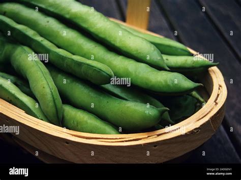 Broad Beans Vicia Faba In A Basket Stock Photo Alamy