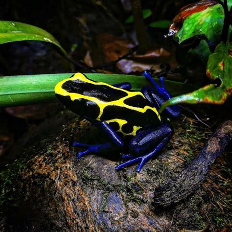 Dendrobates Tinctorius Nominat Nachtzuchten Wien