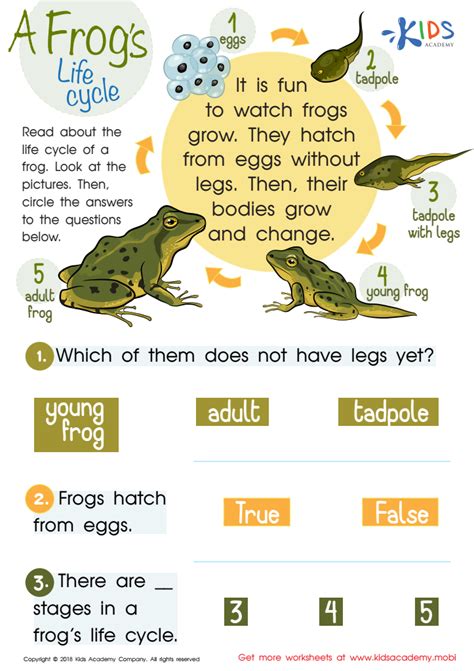 Life Cycle Of A Frog Worksheet For Grade 1