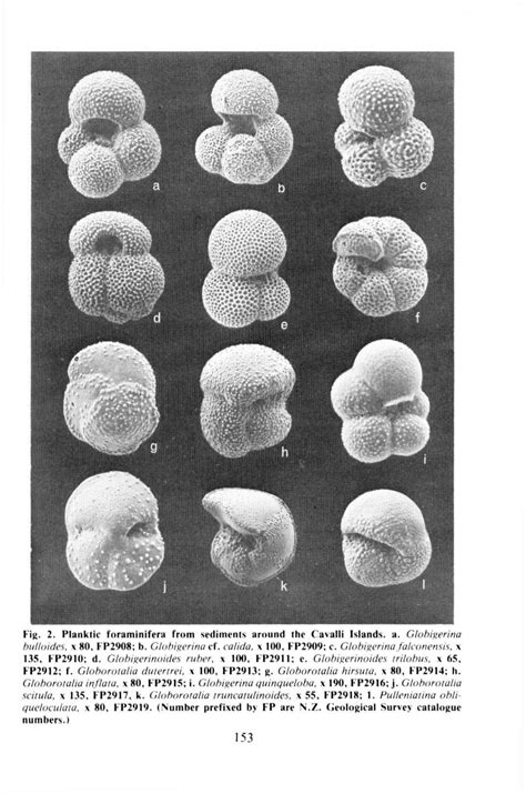 Planktic Foraminifera From Sediments Around The Cavalli Islands A Download Scientific Diagram