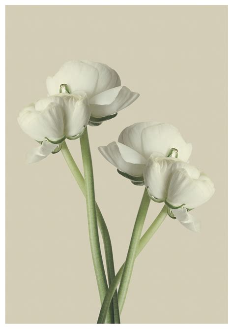 Free Images Blossom White Petal Bloom Ranunculus Flowering Plant