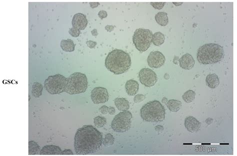 Representative Bright Field Microscopy Image Of Human Glioblastoma Stem