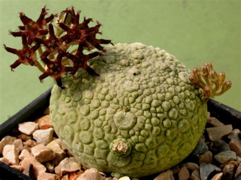 Pseudolithos migiurtinus - World of Succulents