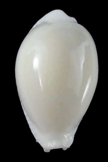 Naria Eburnea Intermedia 37 82 Mm Gem Thelsica