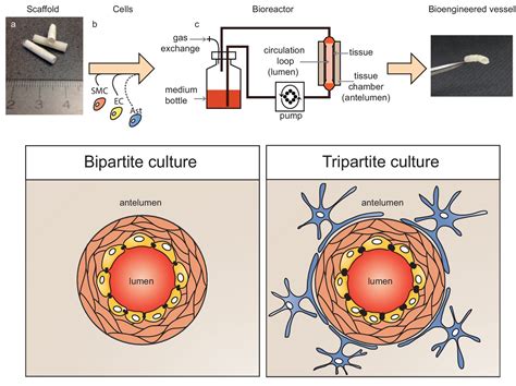 Clearance Of Beta Amyloid Is Facilitated By Apolipoprotein E And