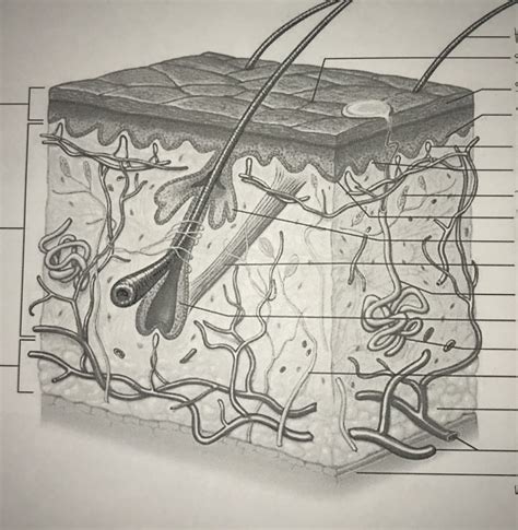 Skin ID Diagram Quizlet